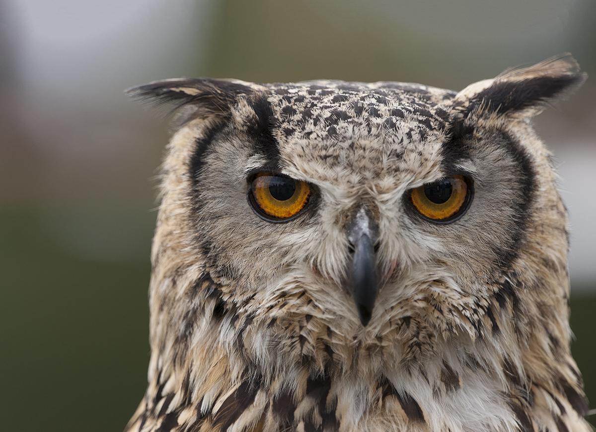 Dimmi come dormi e ti dirò se sei un gufo o un’allodola - Millionaire